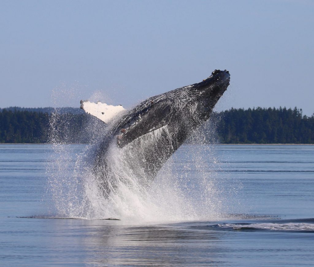 Tour - Nanaimo Fishing Charter & Nanaimo Scenic Wildlife Tours